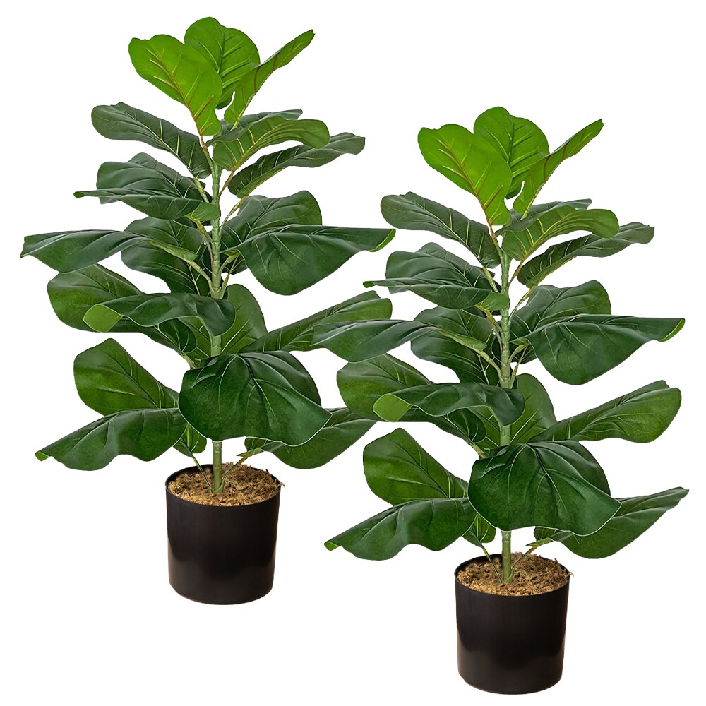 28" Fiddle Fig Leaf Plant in Black pot (2 Pack) | Michaels