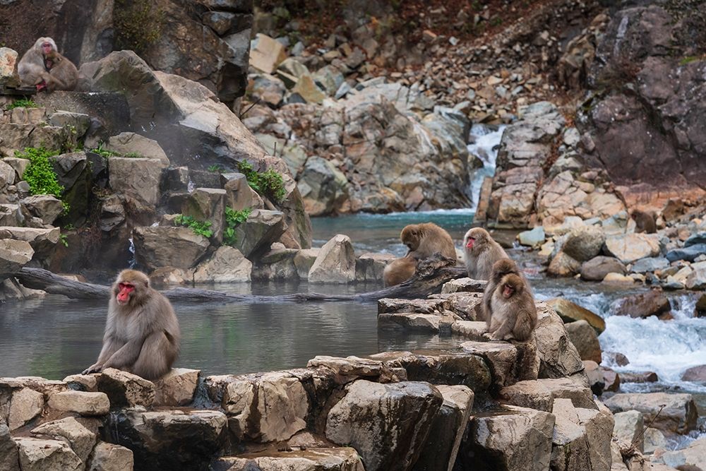 Japanese snow monkeys-macaques-sitting around the hot springs of ...