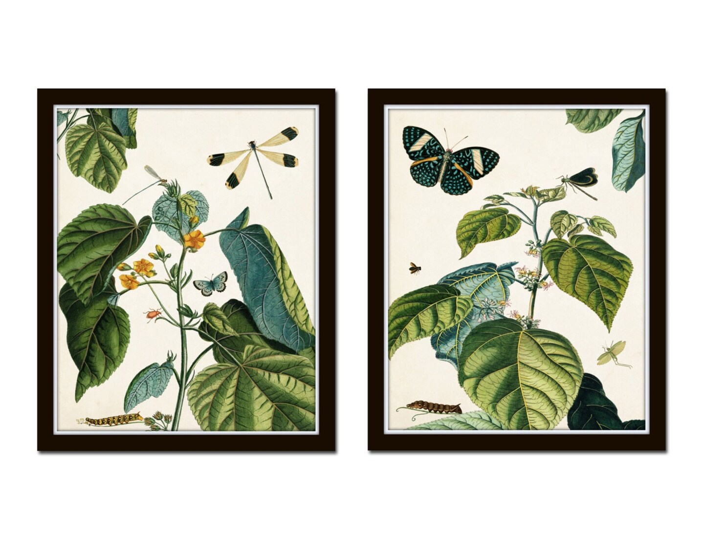 Nature Study Collage No. 23, Botanical Print Set, Natural History Art ...