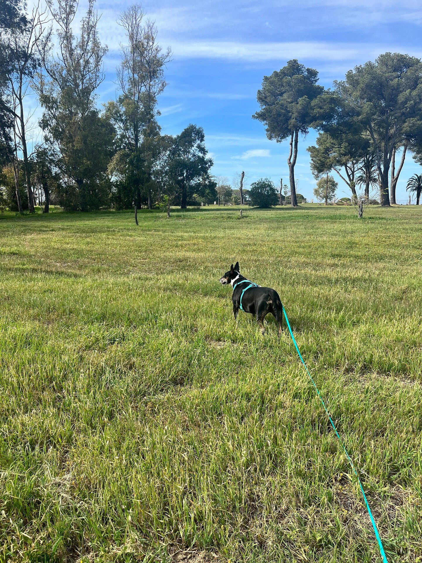 No Handle Drag Line With O-Ring, 10 to 50 feet, Three Eighths Wide ...