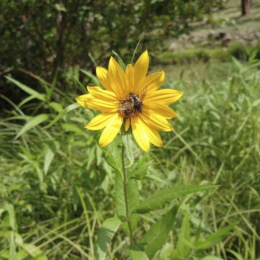Rusty Sunflower | Storefront | Michaels