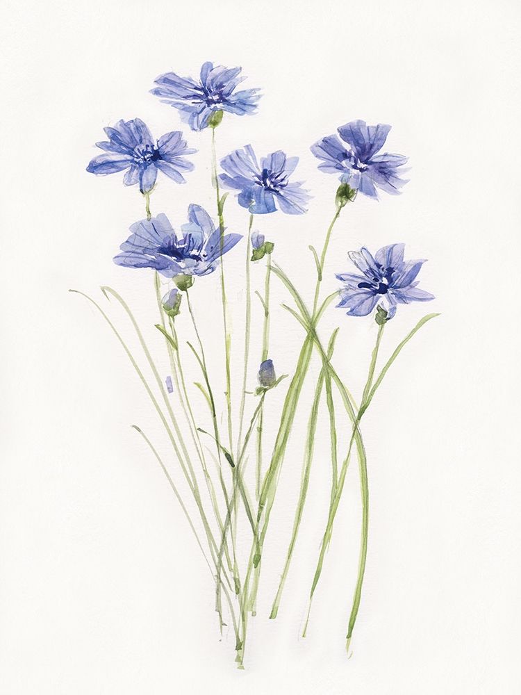 Dainty Botanical Cornflower Poster Print by Sally Swatland # 43325 ...