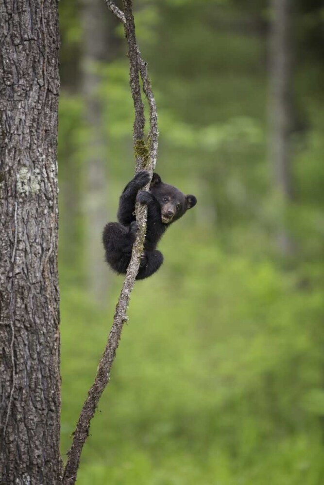 Tennessee Black bear cub playing on tree limb by Don Grall - Item ...