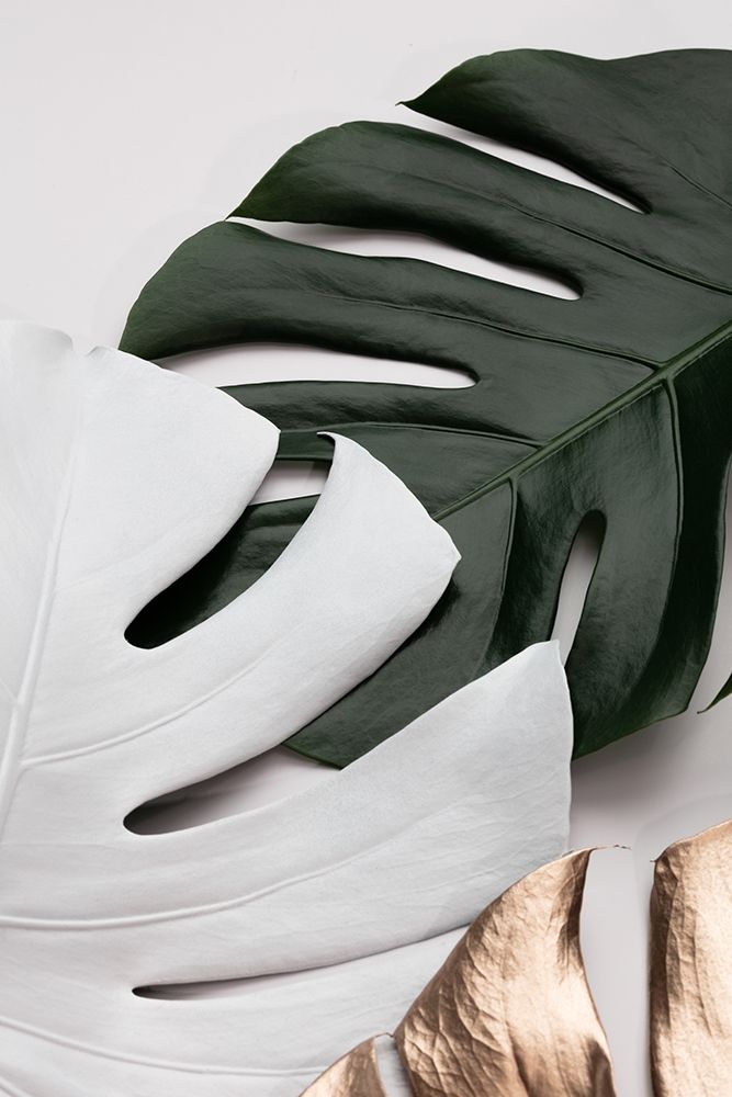 Monstera Colors 01 by Artographie Studio - Item # VARPDX90112 | Michaels