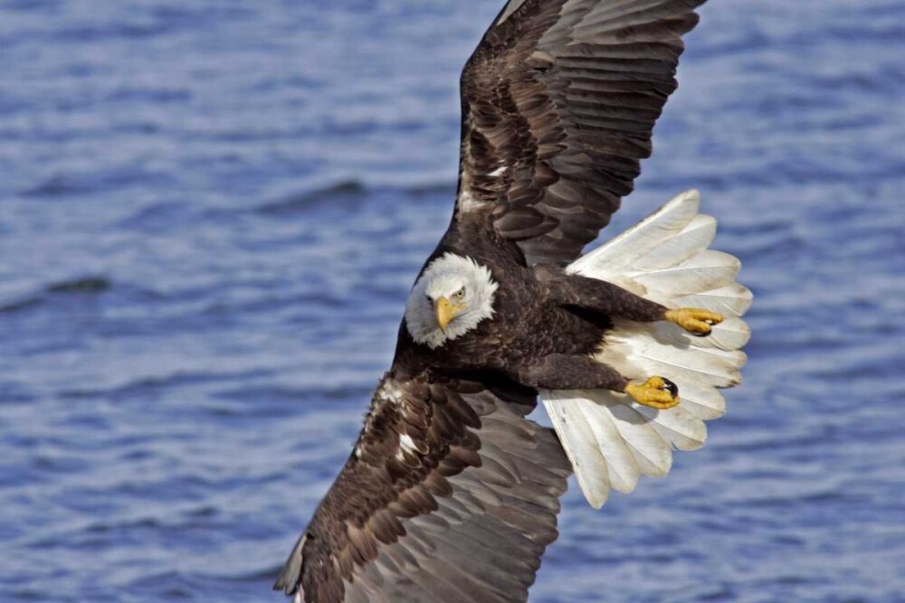 USA, Alaska, Homer Bald eagle diving above water by Cathy - Gordon Illg ...