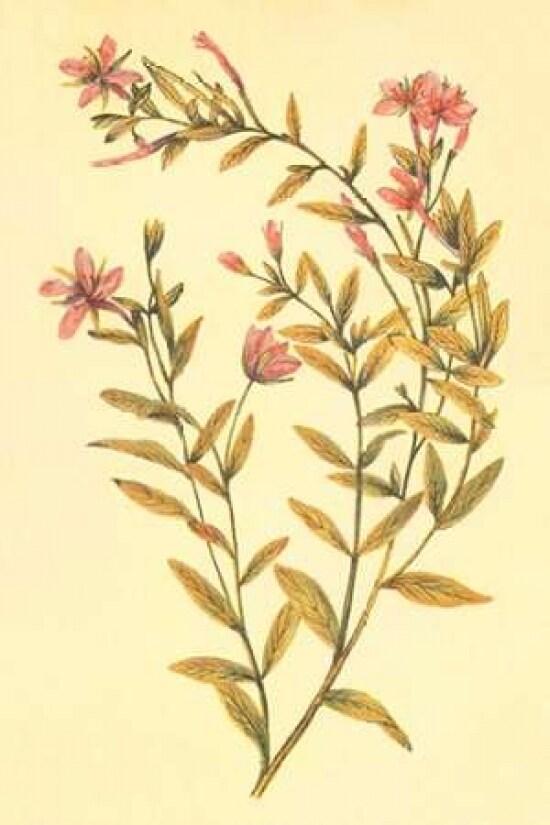 Broad Leaved Fireweed Poster Print by PI Collection | Michaels