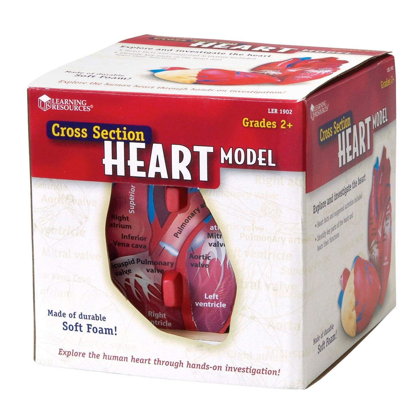 Soft Foam Cross-Section Human Heart Model | Michaels