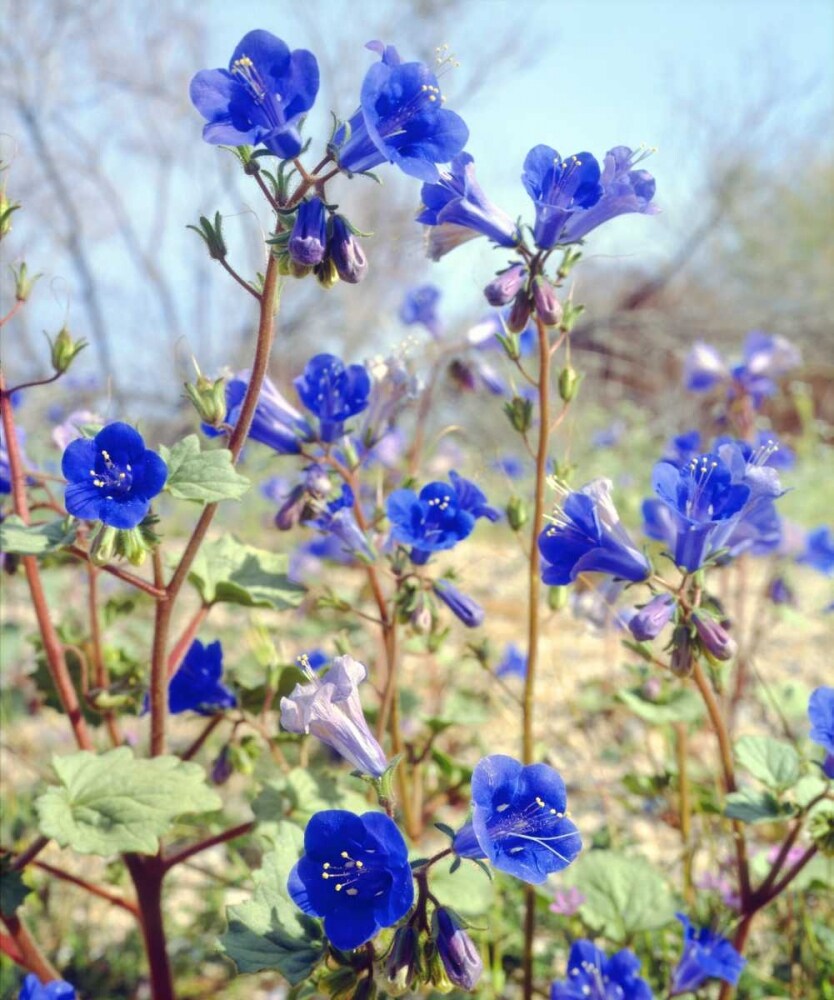 CA, Joshua Tree NP Desert Bell flowers by Christopher Talbot Frank ...