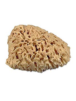 Royal Brush - Artist's Sponge - Sea Wool- 6"-7" | Michaels