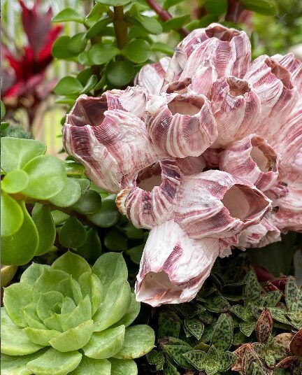 1 Purple Barnacle Cluster (Megabalanus tintinnabulum) | MakerPlace by ...