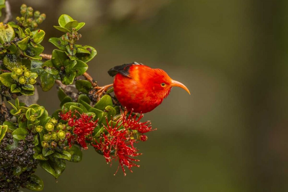 Hawaii, Hakalau Forest Iiwi bird on ohia tree by Cathy - Gordon Illg ...