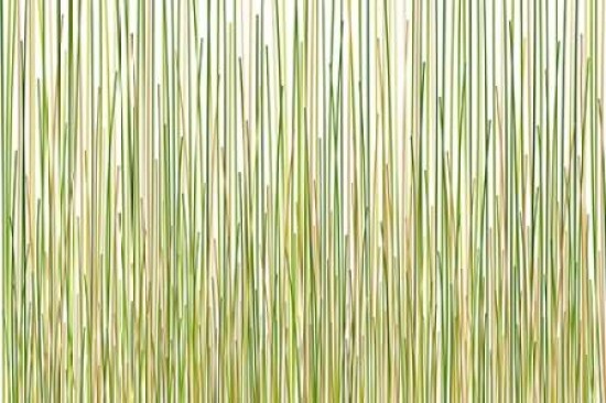 Grass Curtain Poster Print by Terra Jungle | Michaels