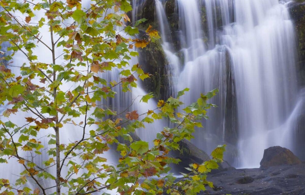 USA, Tennessee Maple tree and Bald Creek Falls by Don Paulson - Item ...
