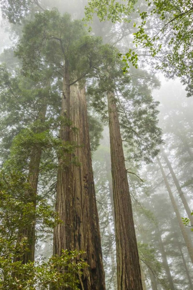 California, Redwoods NP Redwood trees and fog by Cathy - Gordon Illg ...