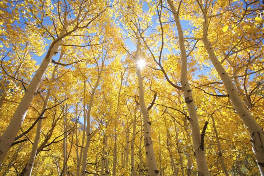 CA, Sierra Nevada Fall colors of aspen trees by Christopher Talbot ...