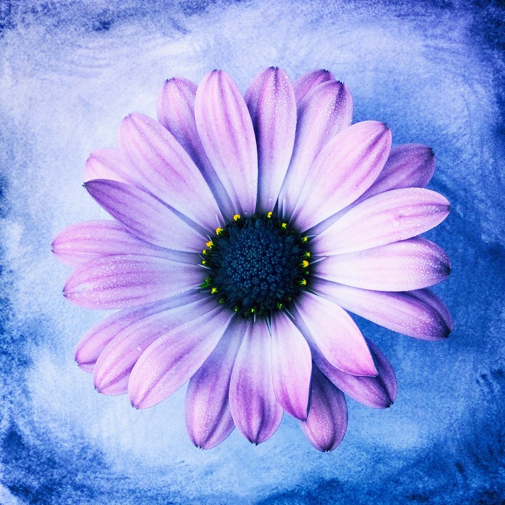 Daisy Soft Purple on Blue Poster Print by Christine Zalewski # ZX046A ...