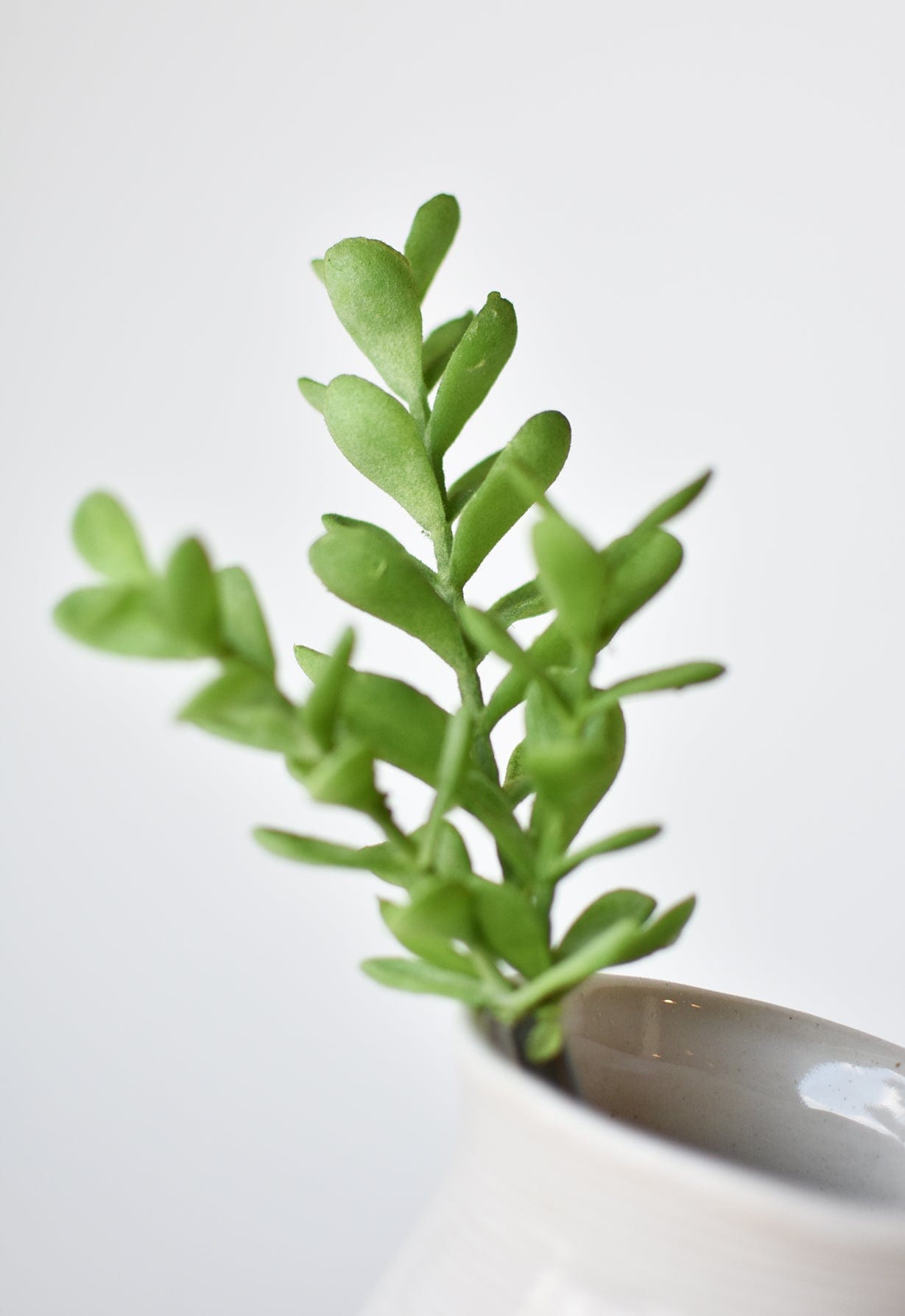 8.5" Faux Mini Jade Succulent Pick | Floral Stems | Michaels