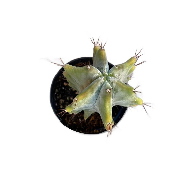 Gray Ghost Organ Pipe Cactus | 2.5 inch | Stenocereus pruinosus | Live ...