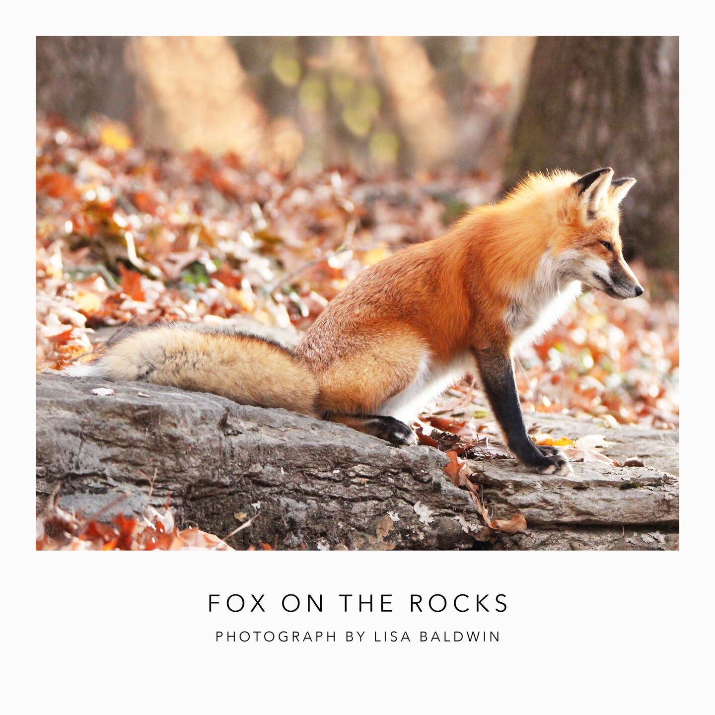 Red Fox Sitting on an Outcropping of Rocks - Woodland Wildlife Photo ...