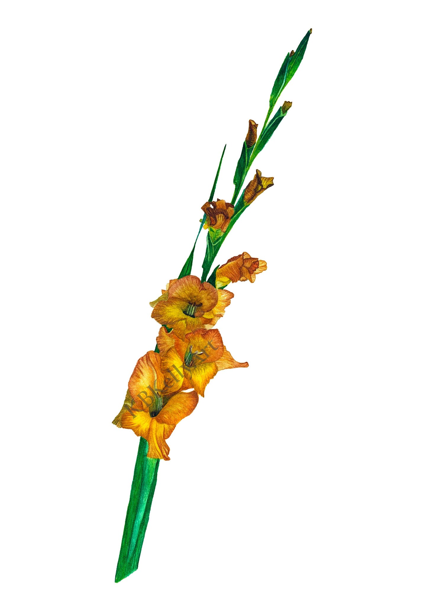 August Birth Flower Watercolor Art Print Gladiolus Flower Painting Wall ...