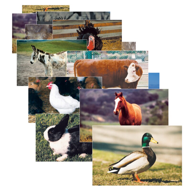 Farm Animal Real Life Learning Poster Set, Set of 10 | Michaels