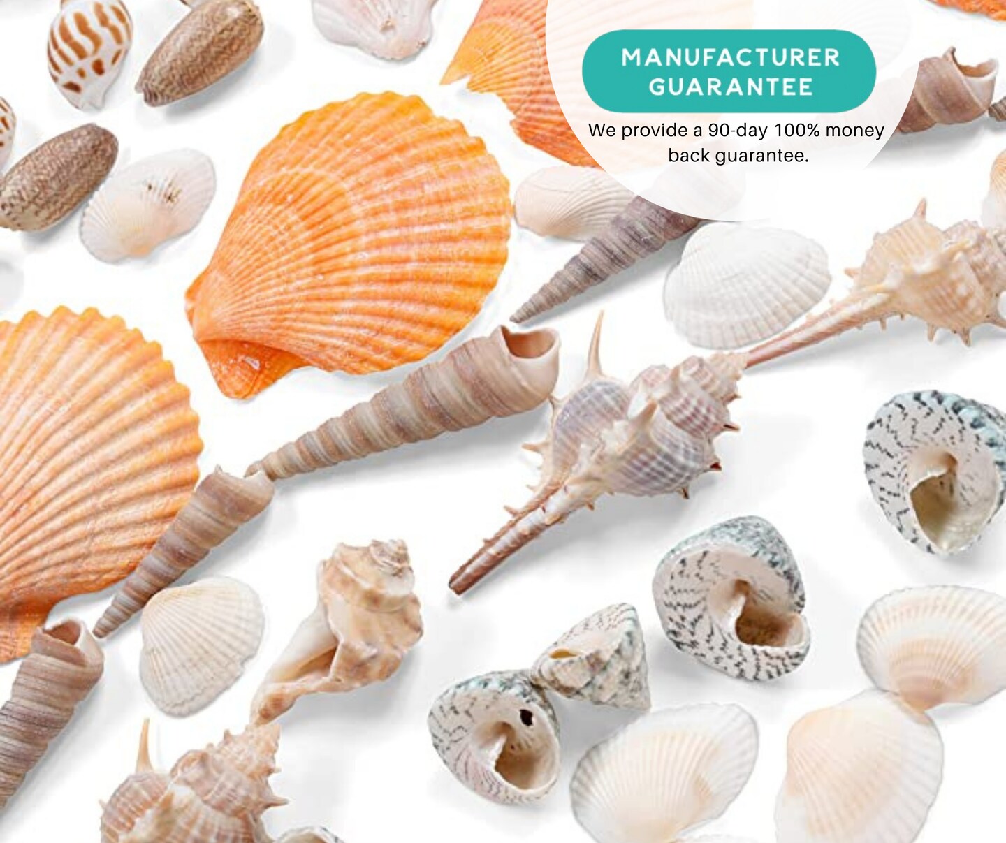 Incraftables Sea Shells (200pcs) Set for DIY Decoration & Crafts ...