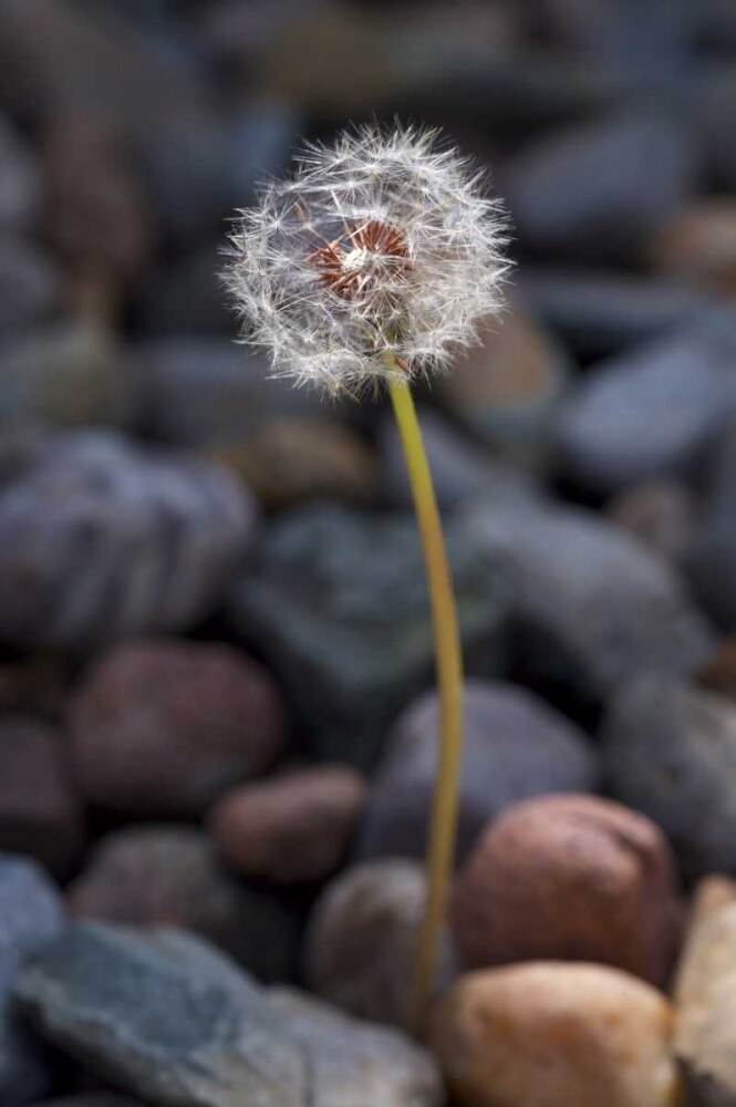 USA, California Dandelion and river rock by Christopher Talbot Frank ...