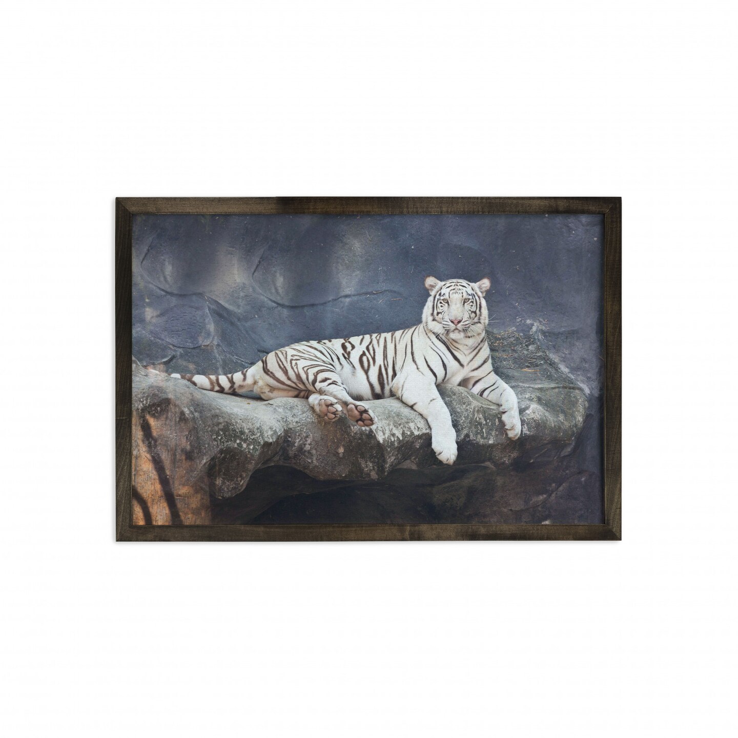 Ambesonne Tiger Framed Wall Art, Albino Cat Sitting on Rock Sublime ...