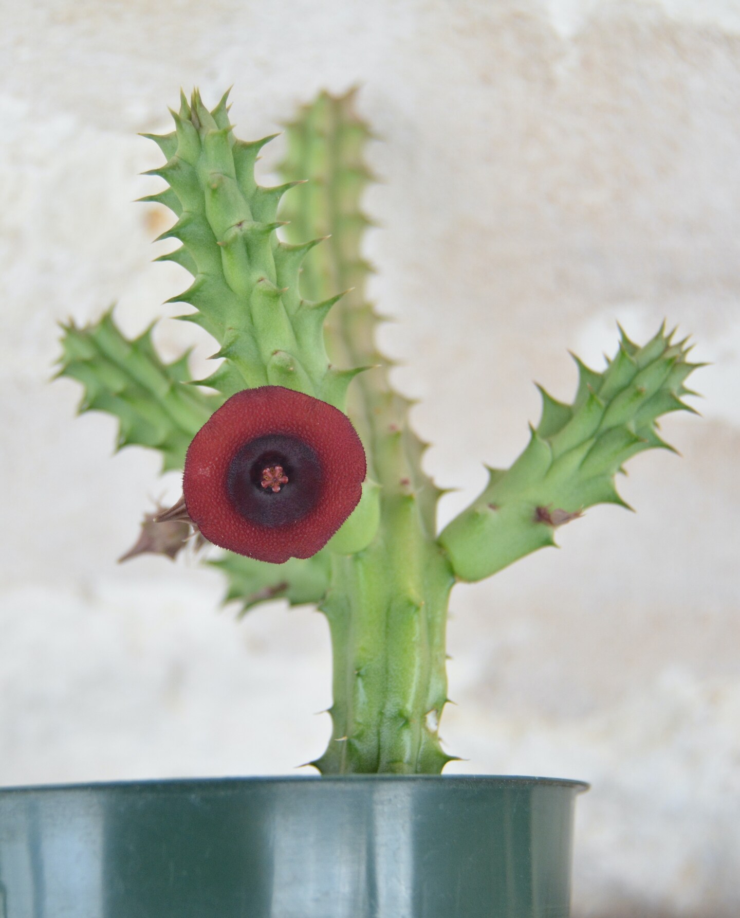 Spine Free Soft Touchable Red Dragon Flower Plant- Captivate Your ...