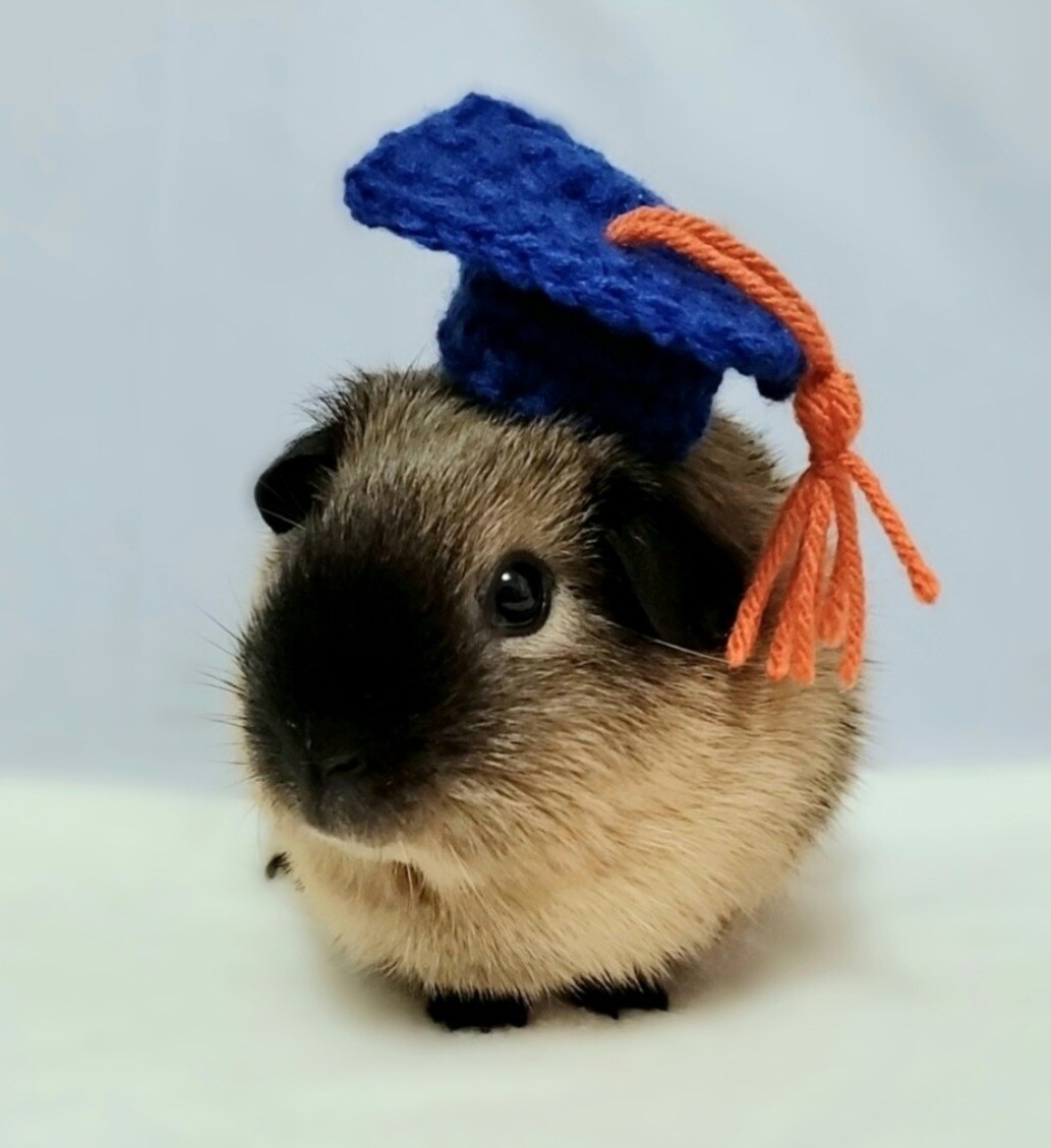 Custom Crochet Graduation Cap Hat for Guinea Pigs, Bunnies, Hamsters ...