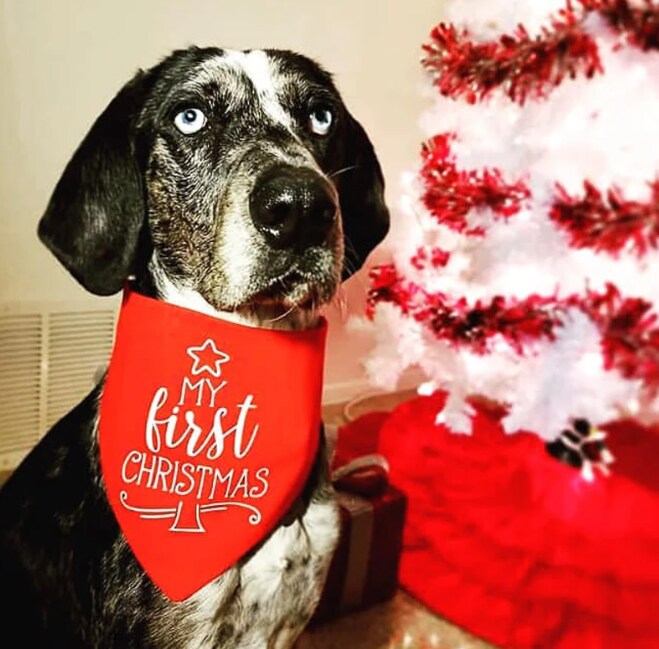 My First Christmas Dog Bandana | MakerPlace by Michaels