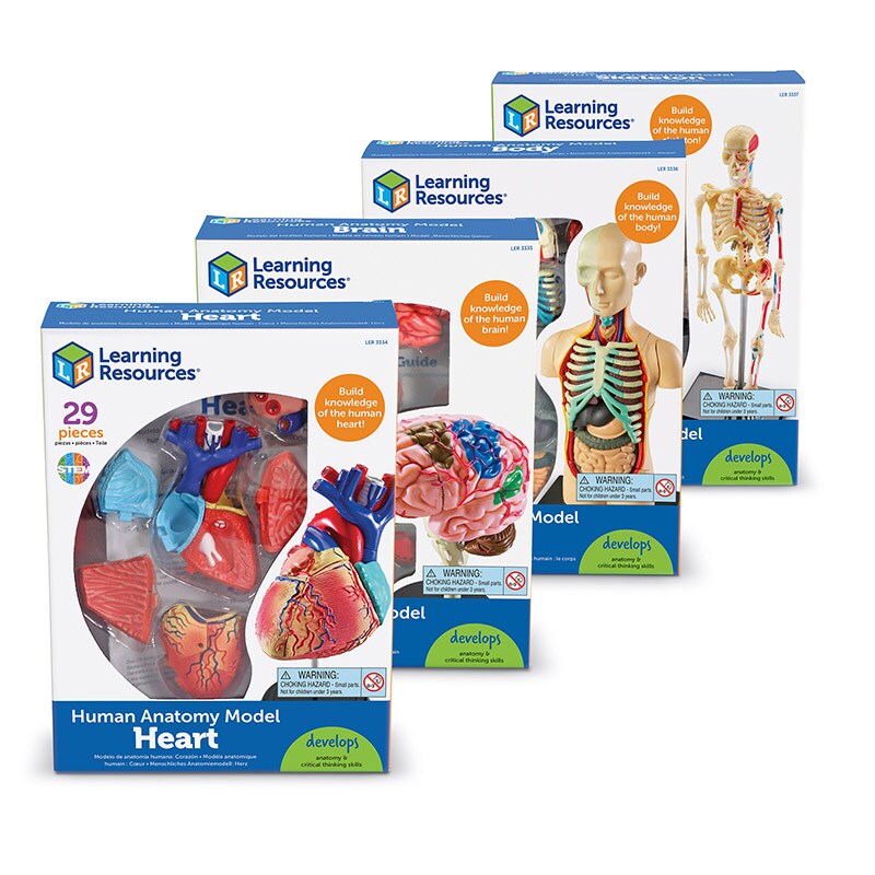 Anatomy Models Set | Michaels