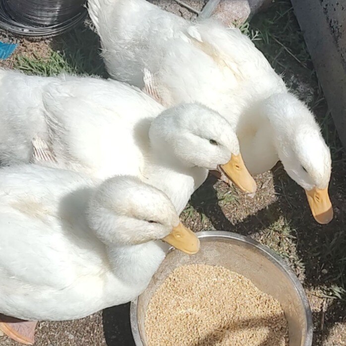 Lilly Bug | Storefront | Michaels