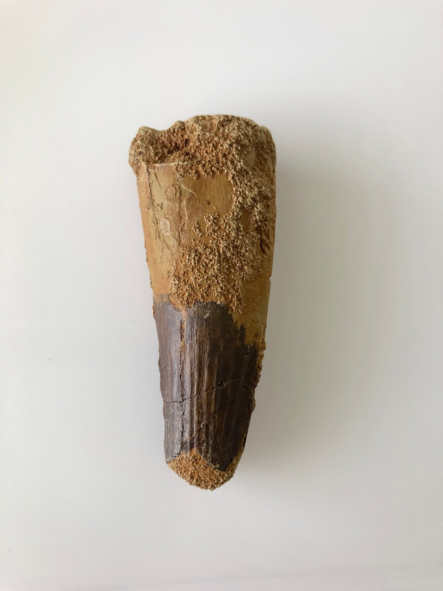 Spinosaurus Tooth Cast Resin Fossil Replica 2.9" | MakerPlace by Michaels