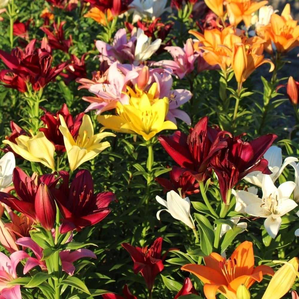 Lilium Oohs And Aahs Mixed Flower Bulbs 10 Count Red Yellow Magenta ...