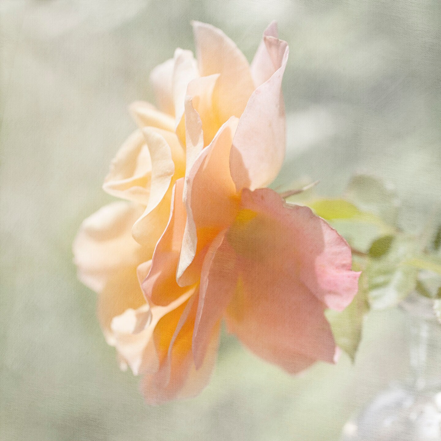 Sunny Rose Photograph, Original Art Print | MakerPlace by Michaels