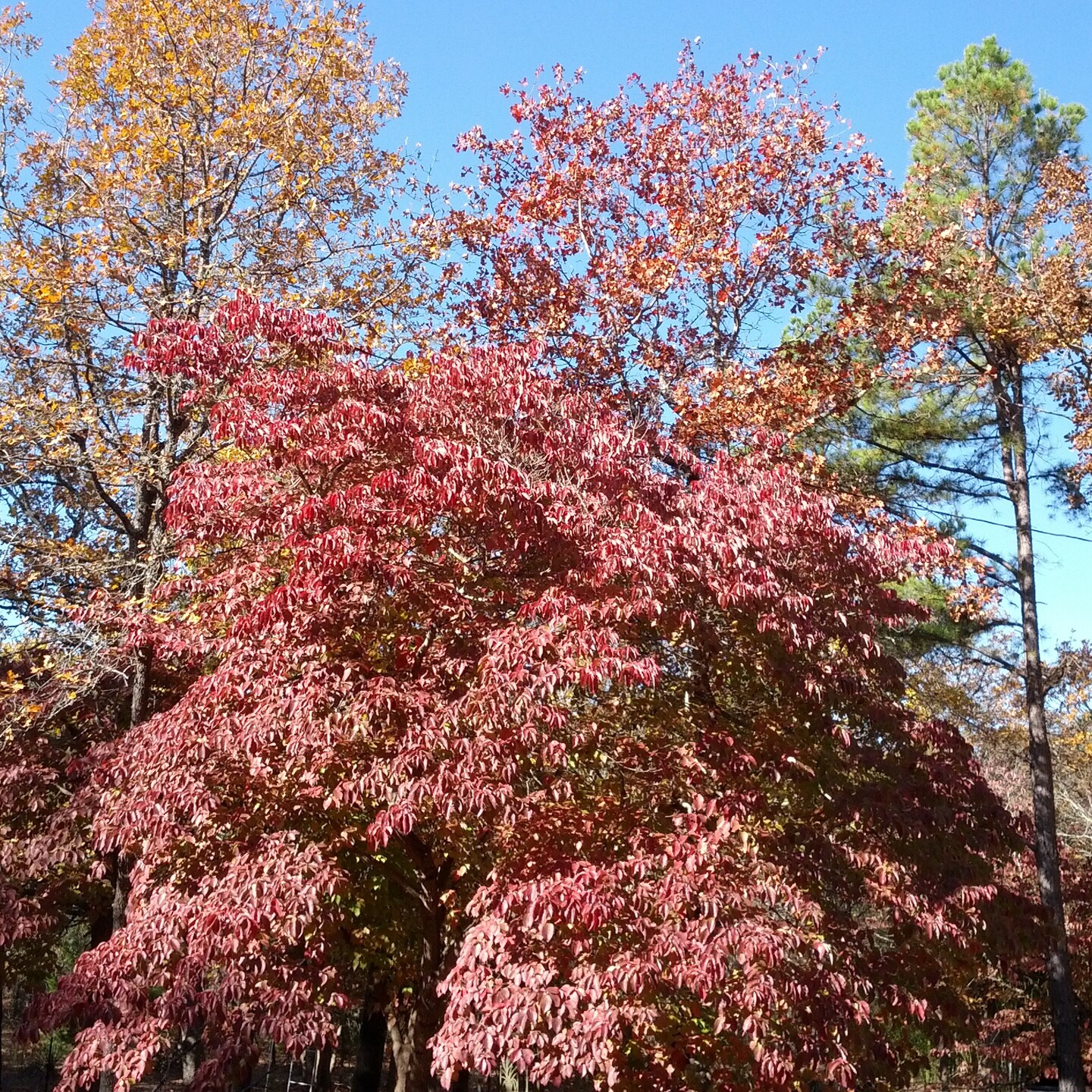 example | Storefront | Michaels