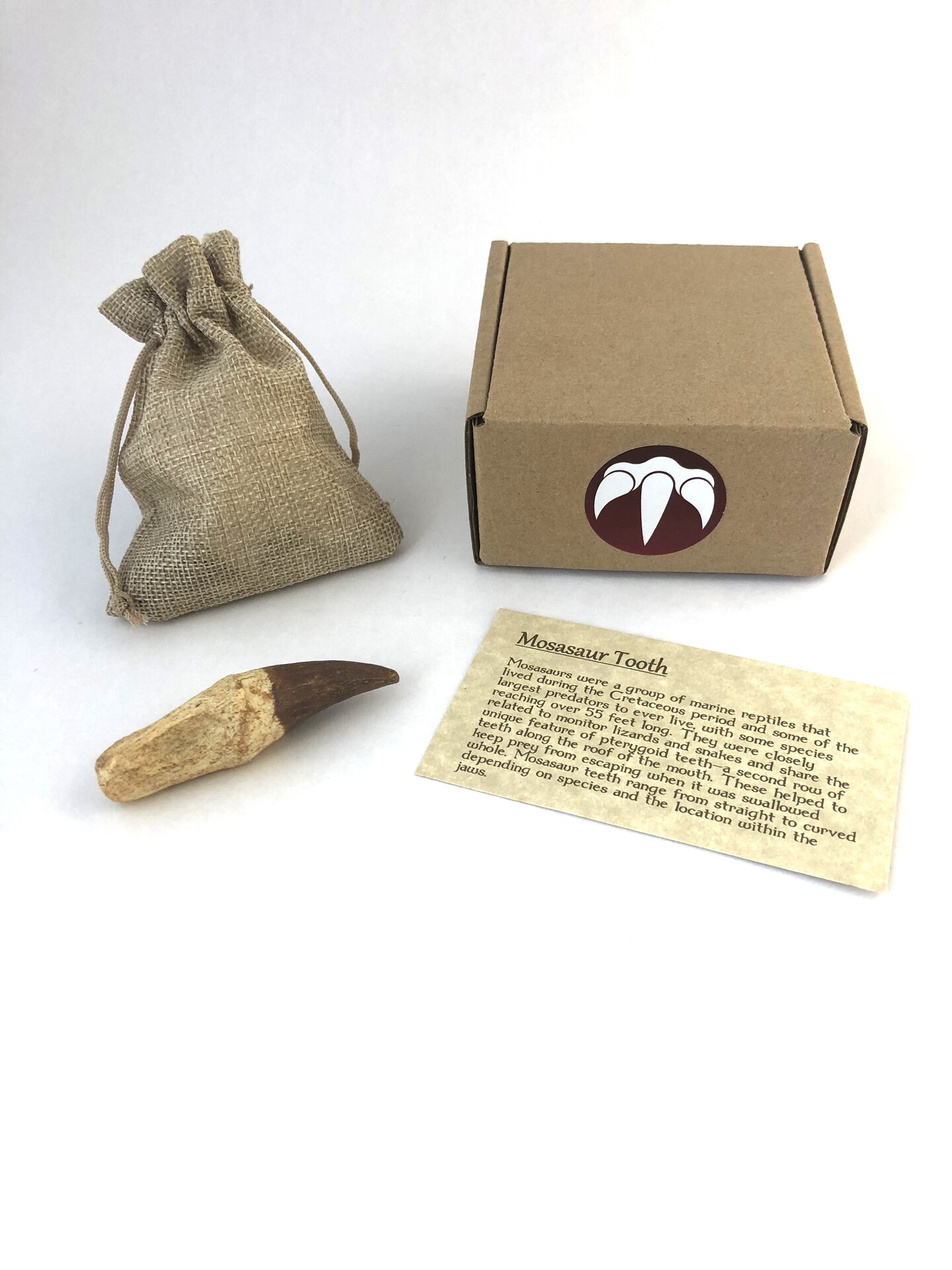 Mosasaurus Rooted Tooth Cast Resin Fossil Replica 3” | MakerPlace by ...