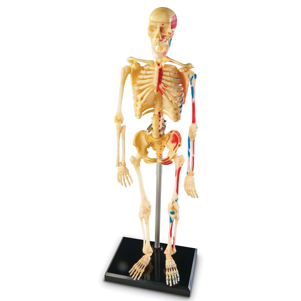 Learning Resources Skeleton Model | Michaels