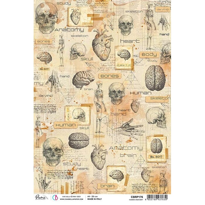 Ciao Bella Rice Paper A4 Human Anatomy | Michaels
