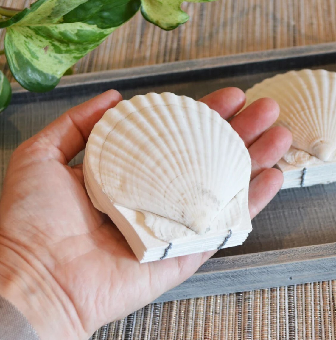 Genuine seashell scallop shell art journal Blank watercolor paper ...