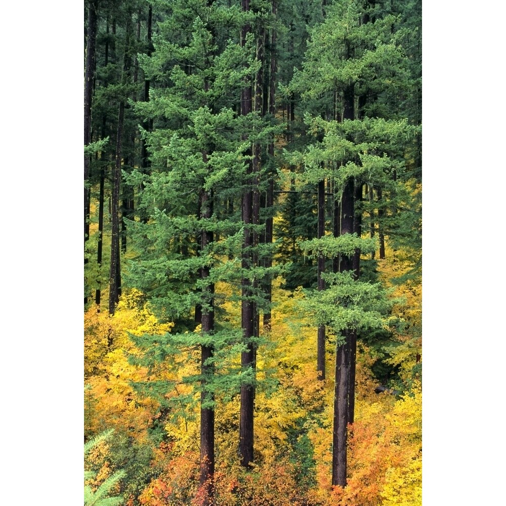 Oregon Cascade Mountain Range Pine Trees And Fall Colors Poster Print ...