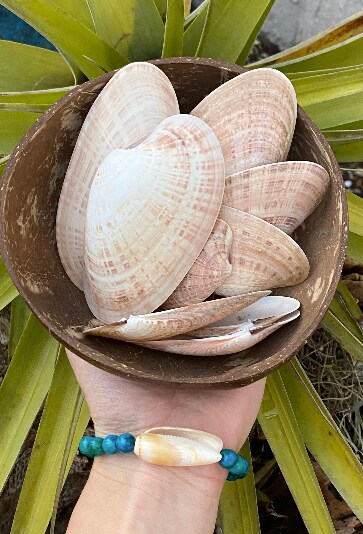 6-7 Florida Sun Ray Venus Clam Seashell Halves (Macrocallista nimbosa ...