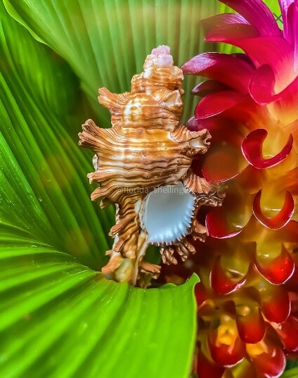 Rare Rose-Fronted Murex (Chicoreus palmarosa) Seashell | 102mm | Hand ...