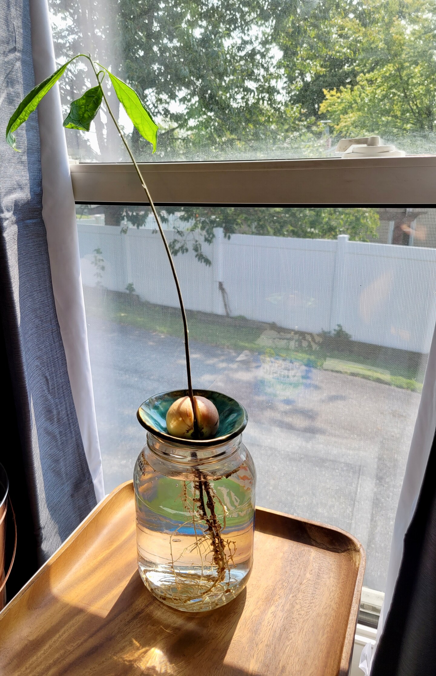 Avo-cone Avocado Seed Propagation Cone fits most containers to make ...