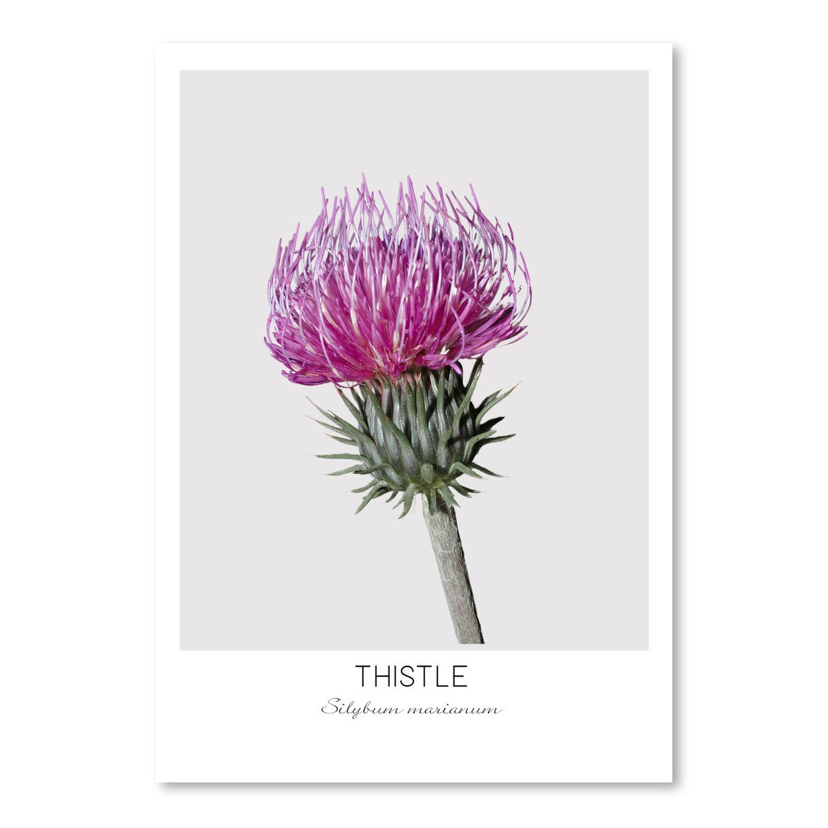 Buy in Bulk - Thistle by Nuada Poster Art Print - Americanflat | Michaels
