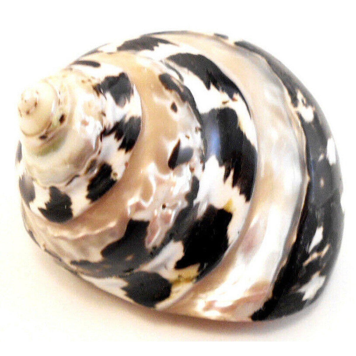 3 Inches Mega Hermit Seashell | Michaels