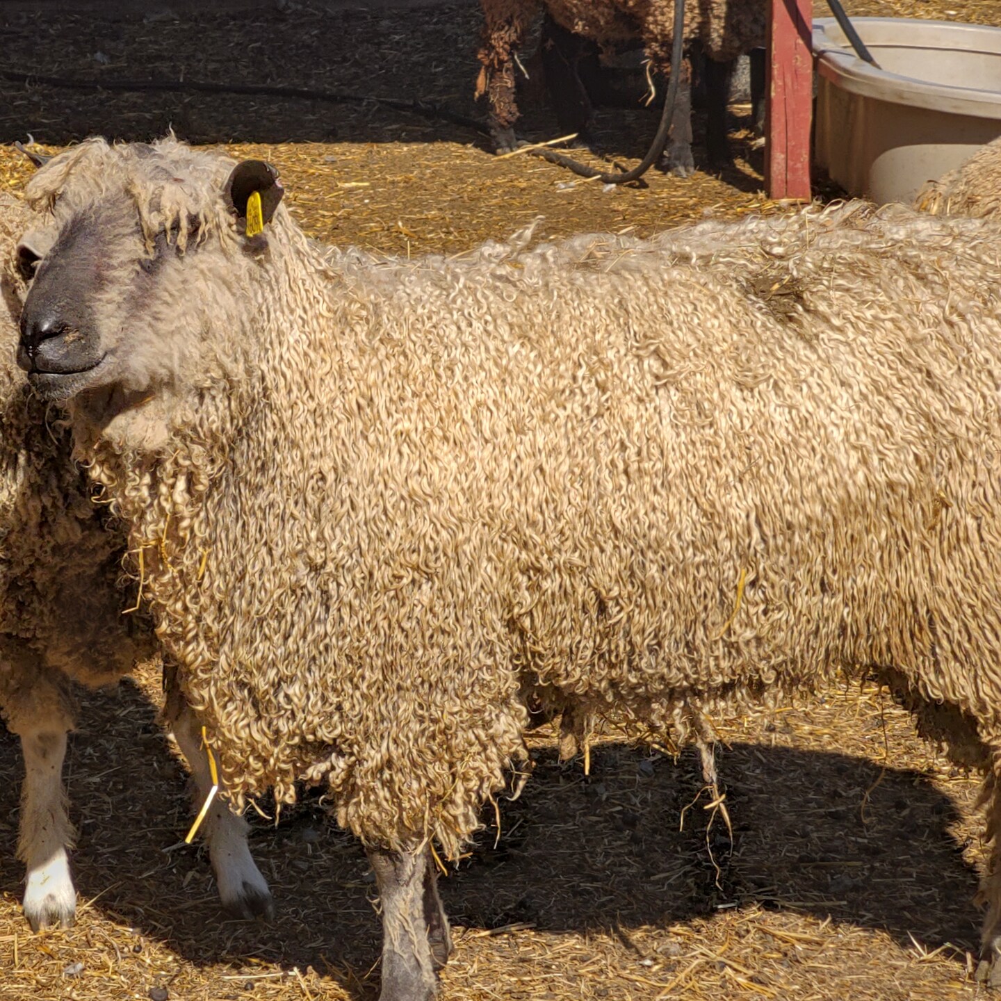 McCullough farms | Storefront | Michaels