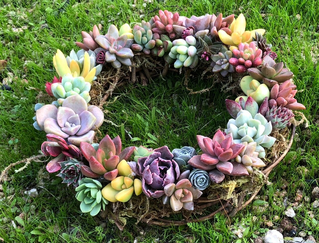 6” Live Succulent Wreath Kit - Live Succulent Plants | MakerPlace by ...