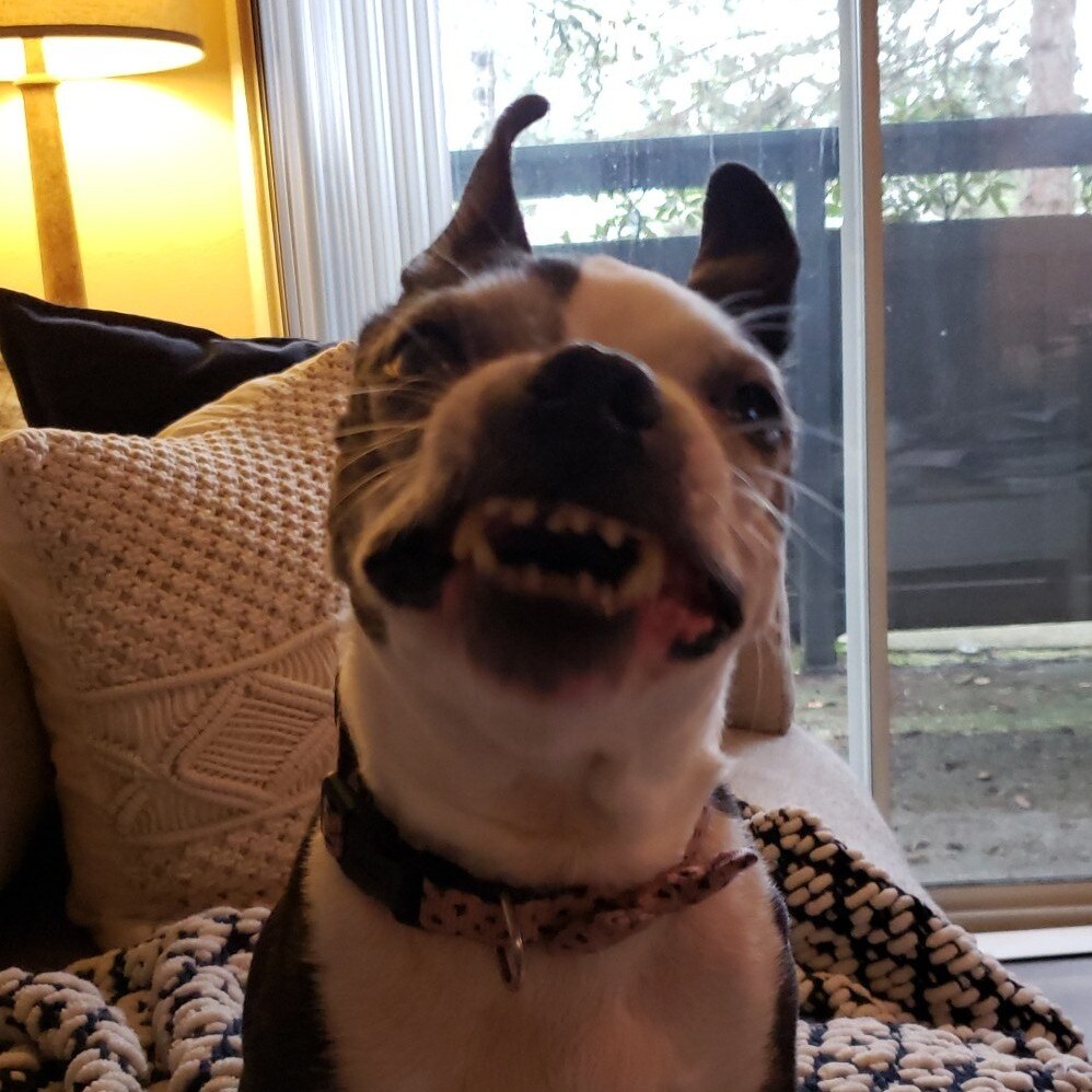 The Sassy Tree | Storefront | Michaels